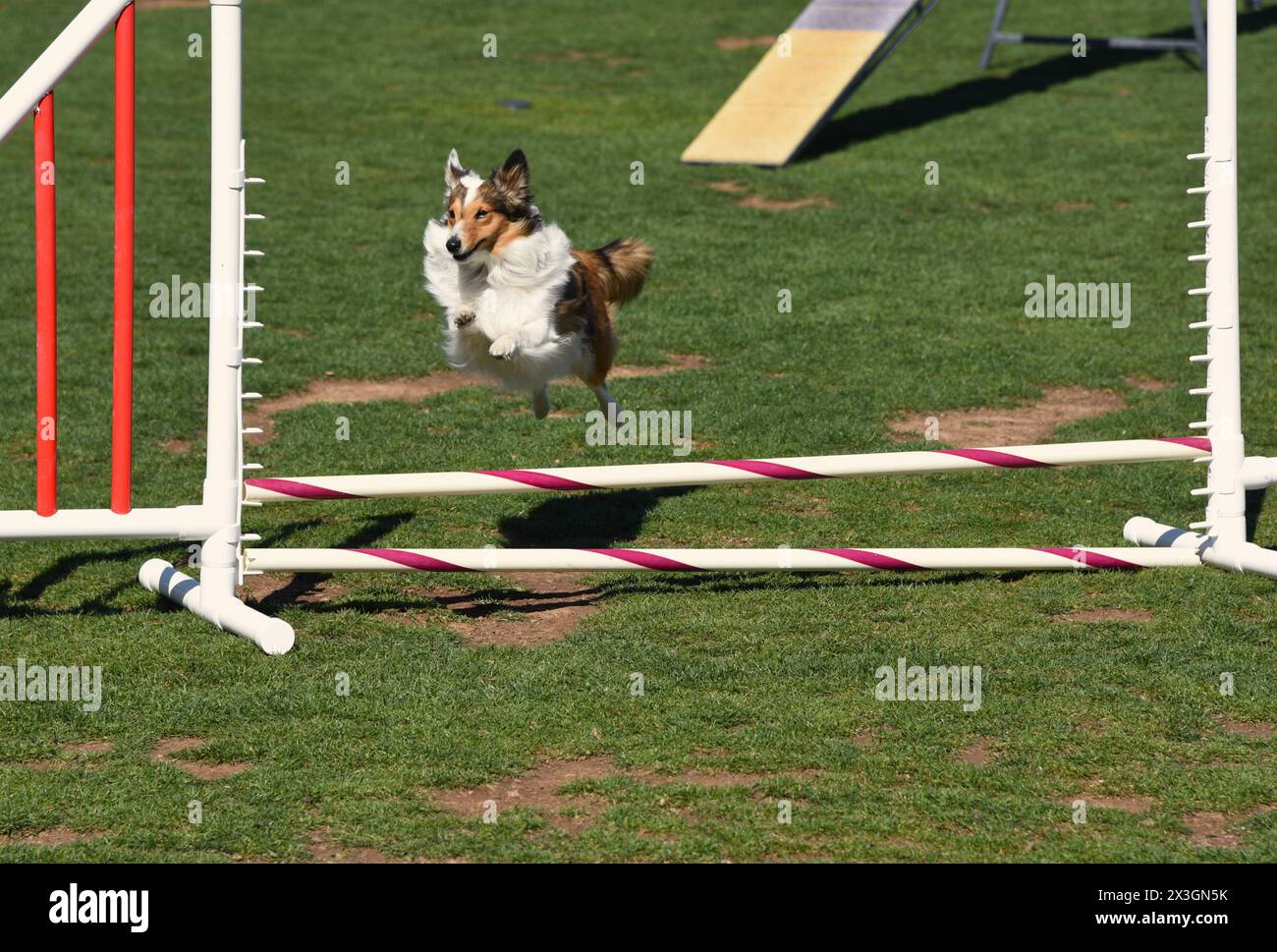 Dogs competing on an agility course Stock Photo - Alamy