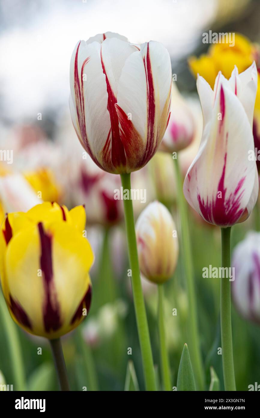 Tulips in bloom season at the Brooklyn Botanic Garden Stock Photo - Alamy