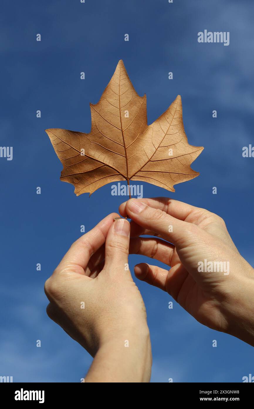 Woman hand holding fallen leaf isolated from a tree sky background with ...