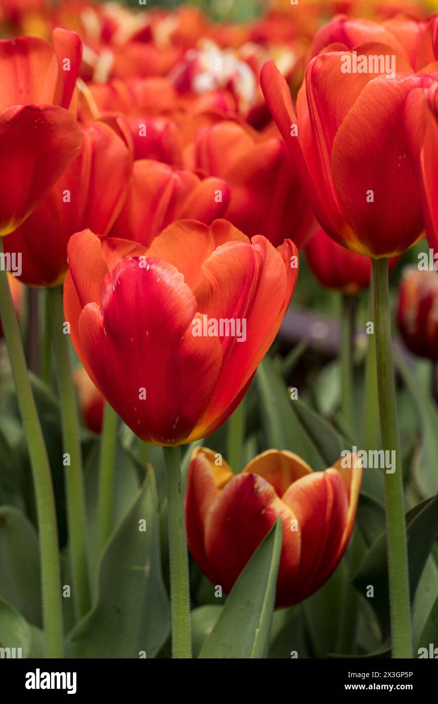 Tulips in bloom season at the Brooklyn Botanic Garden Stock Photo - Alamy