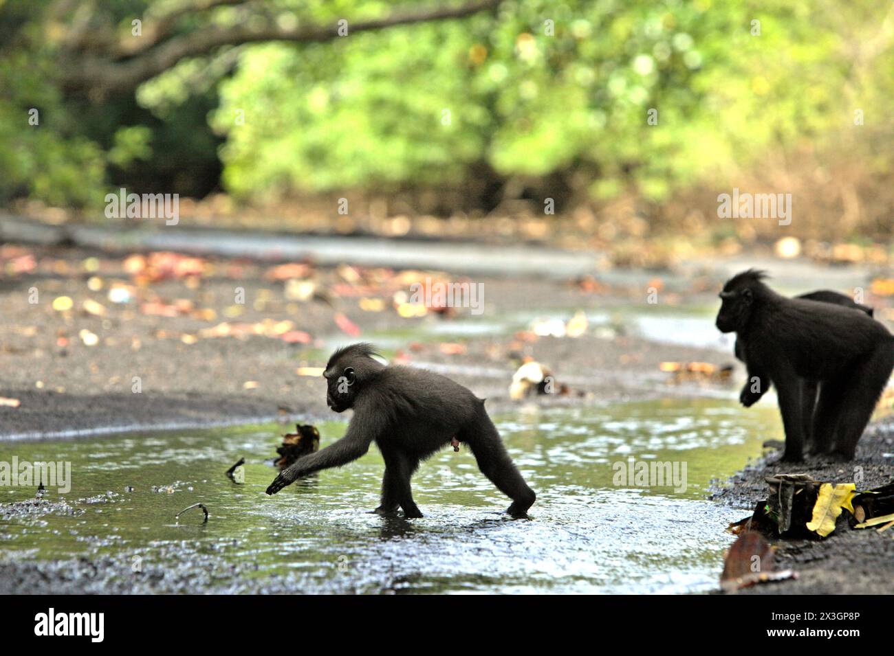 Degraded primate ecosystem hi-res stock photography and images - Alamy