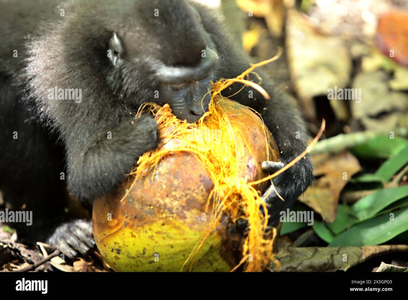 A Sulawesi crested macaque (Macaca nigra) bites to open up a coconut ...