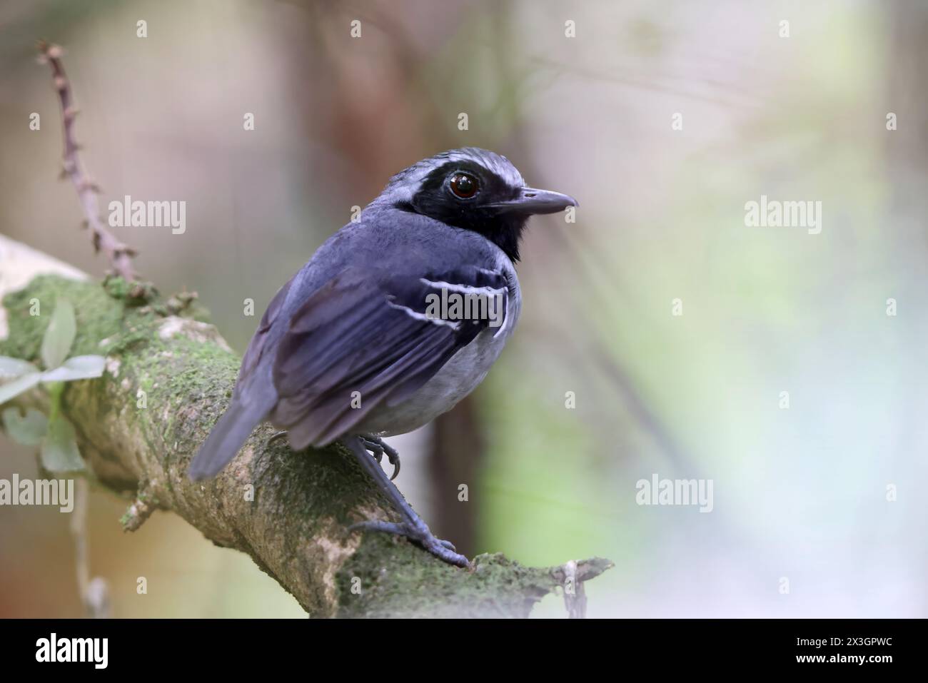 The black-faced antbird (Myrmoborus myotherinus) is the antbird family ...