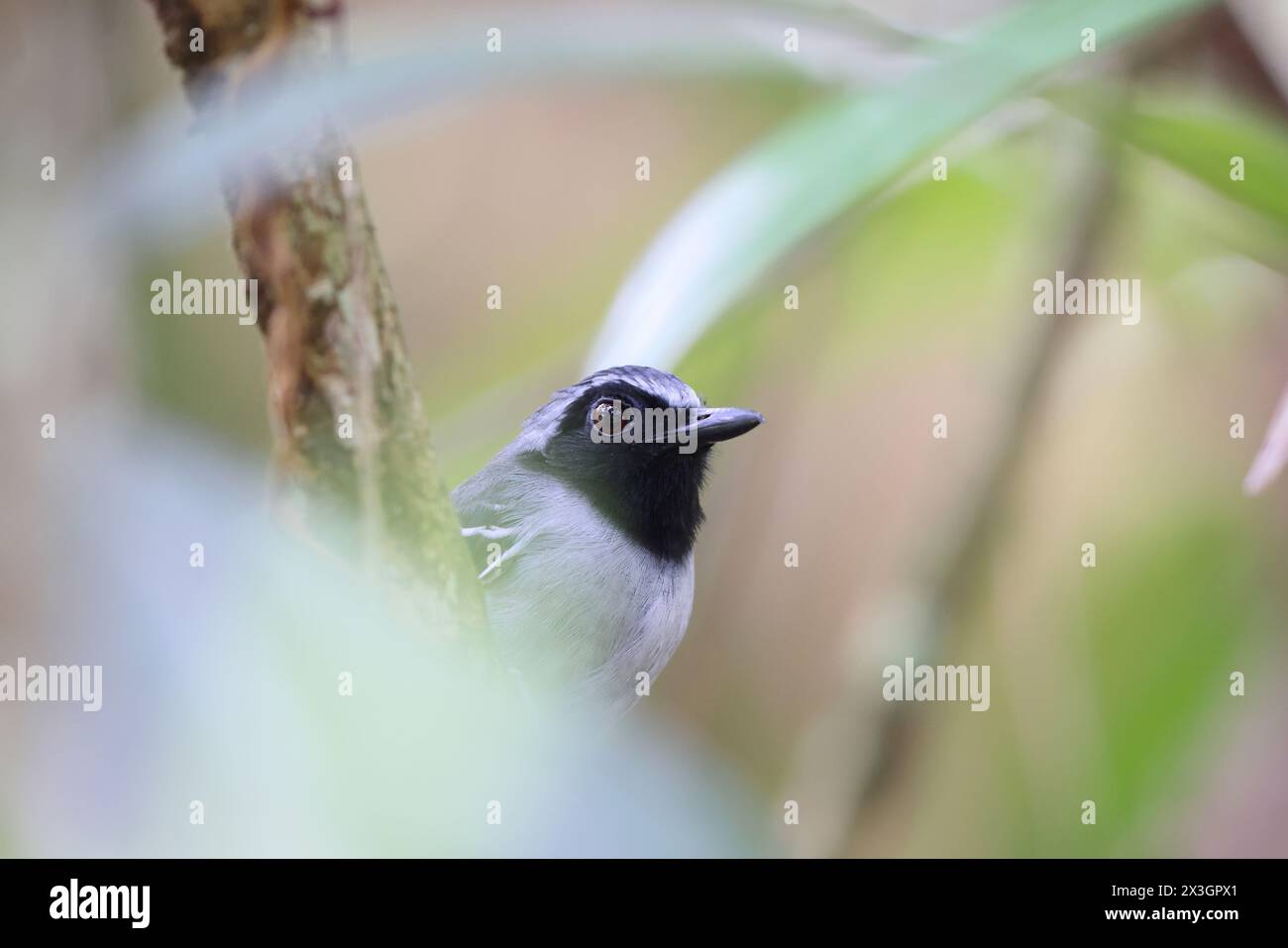 The black-faced antbird (Myrmoborus myotherinus) is the antbird family ...