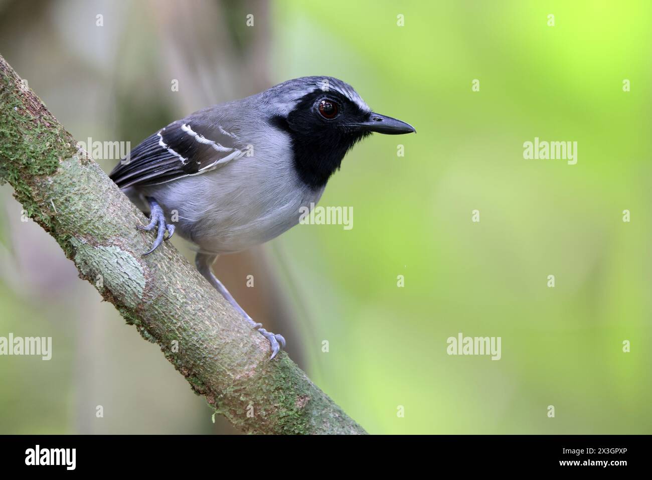 The black-faced antbird (Myrmoborus myotherinus) is the antbird family ...