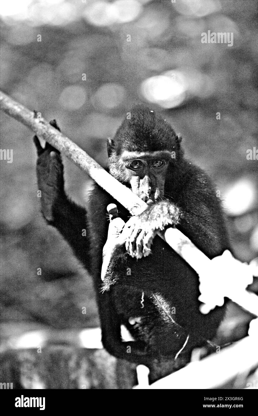 Conservation of habitats Black and White Stock Photos & Images - Alamy