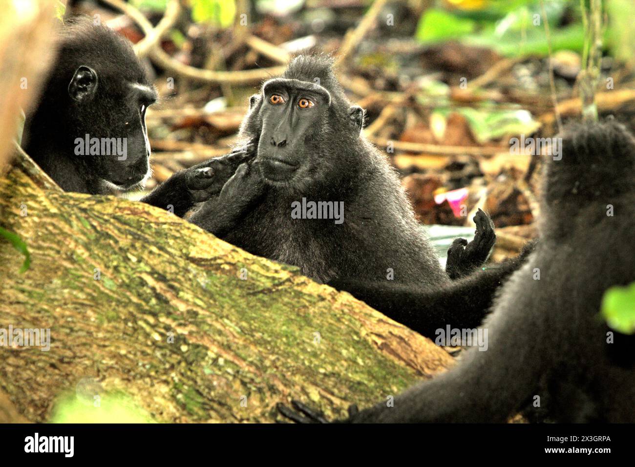 Climate based primate conservation hi-res stock photography and images ...