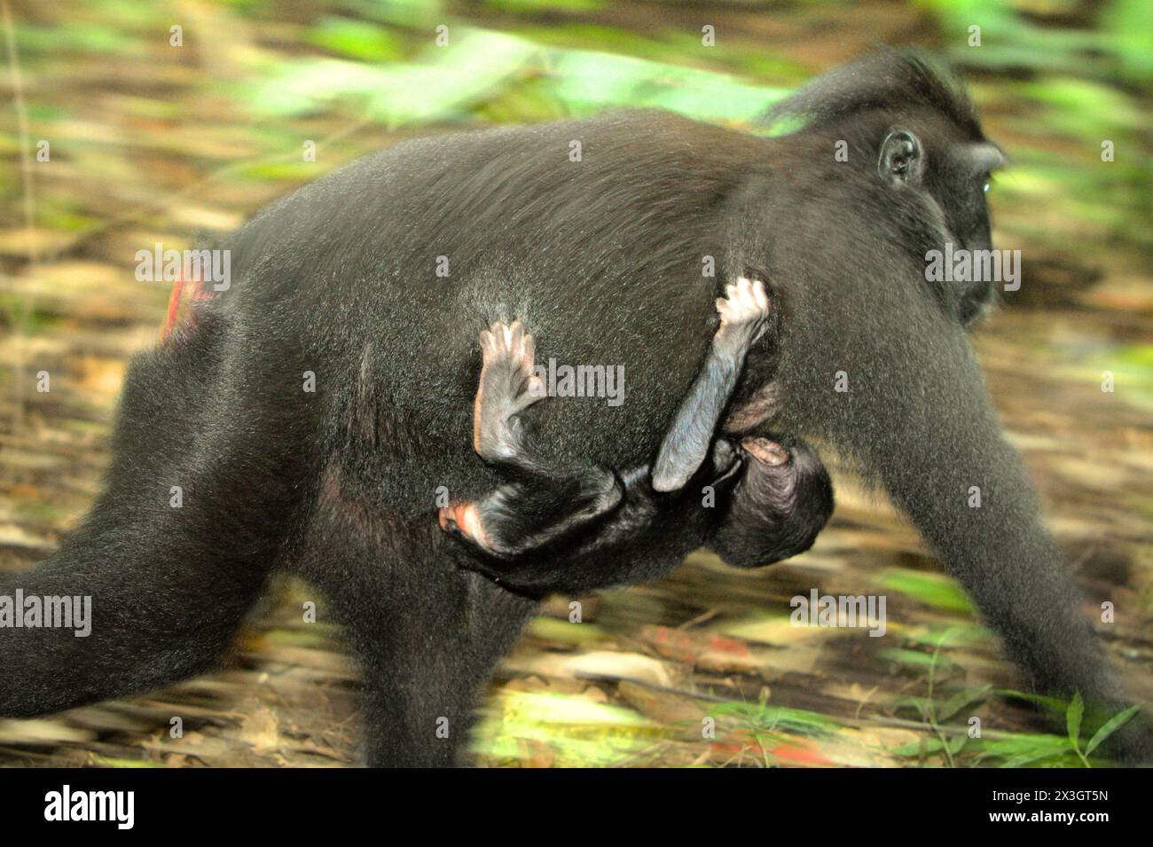 Primate reproductive survival hi-res stock photography and images - Alamy