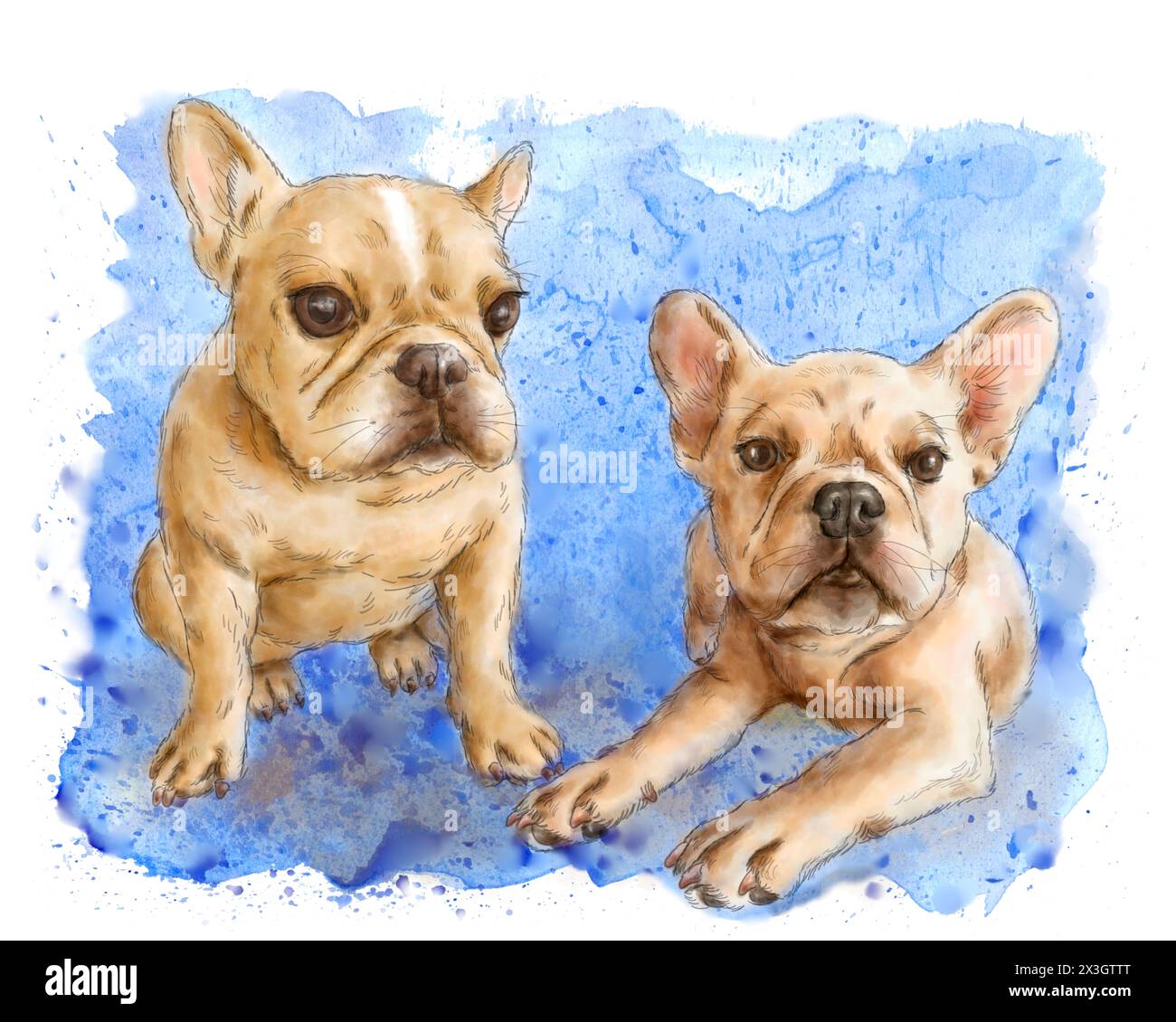 Two cute adorable French bulldogs portrait on splattered texture blue ...