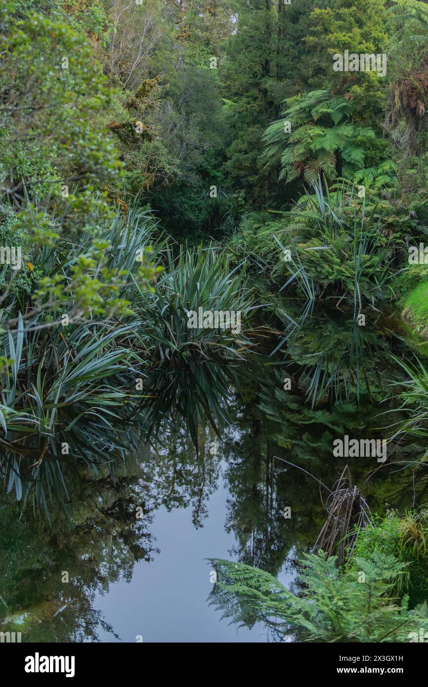Bush clad stream with dense foliage - Fox glacier Stock Photo - Alamy