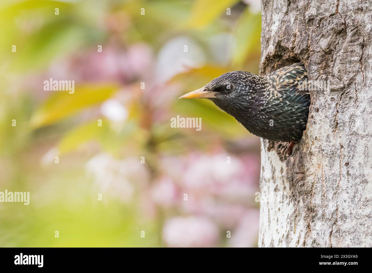 A common starling (Sturnus vulgaris) peers curiously out of its ...