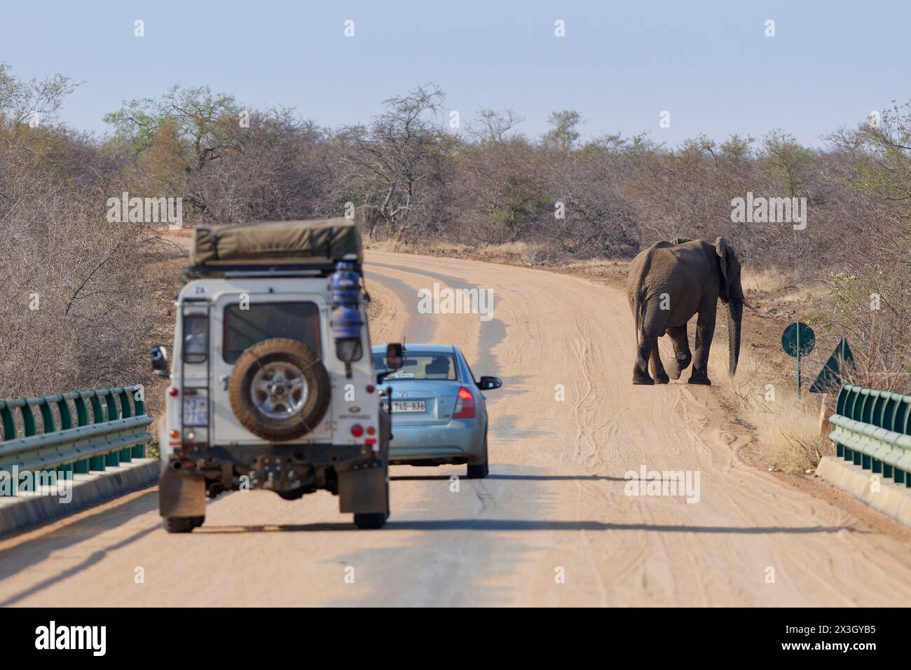 African bush elephant (Loxodonta africana), adult male, crossing the ...