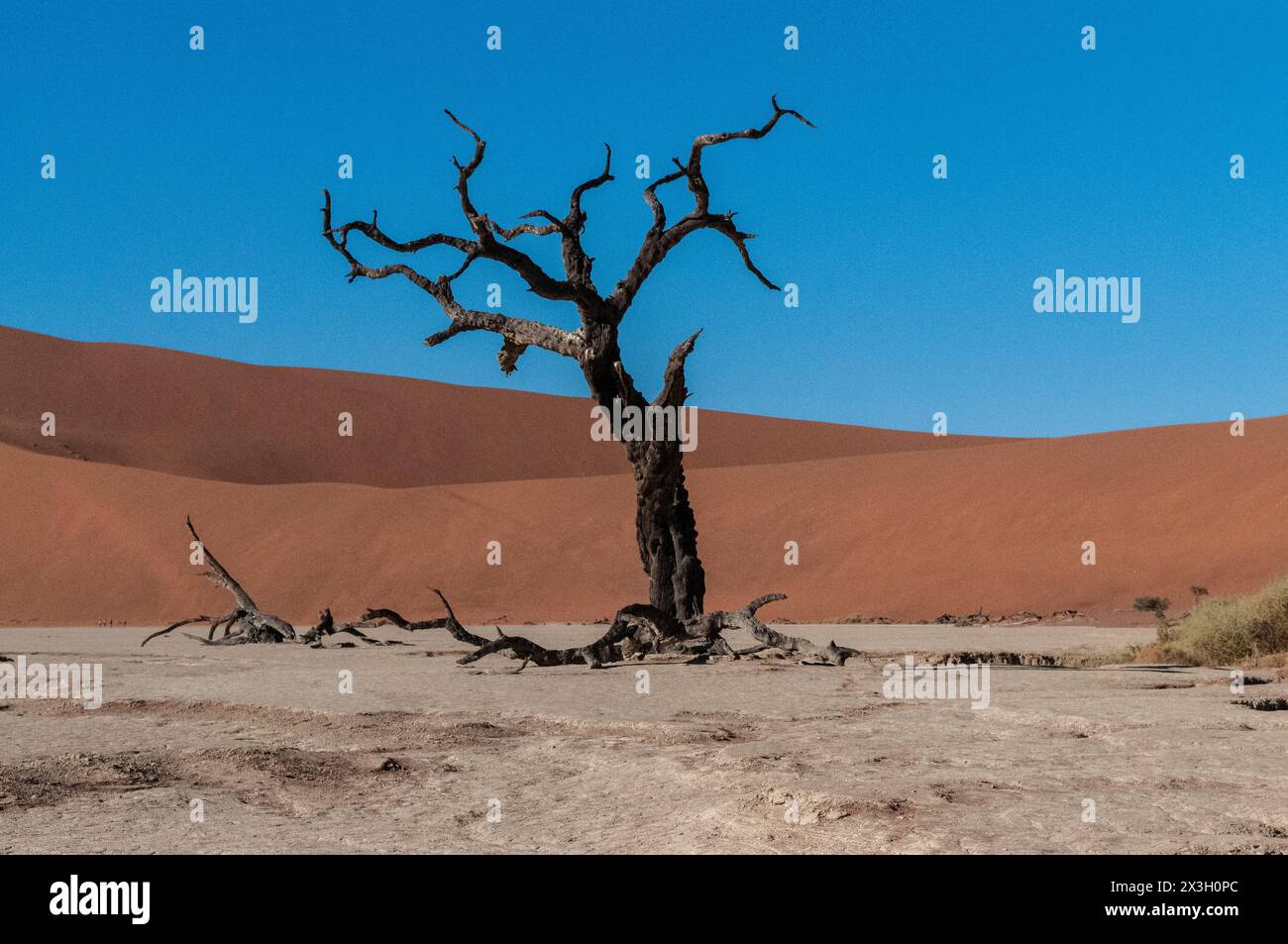 Landscape shot of the iconic dead trees of the Namibian deadvlei area ...