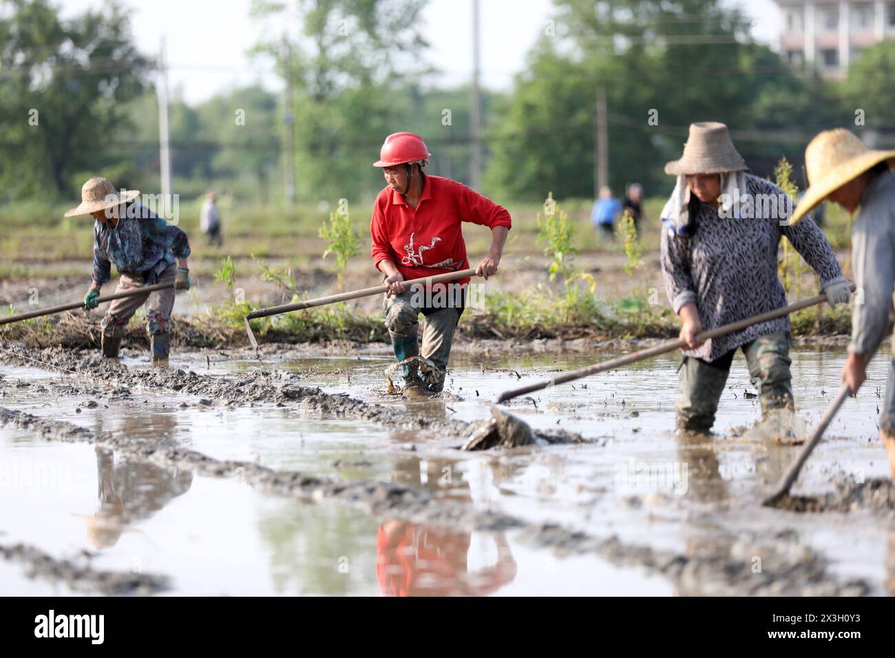 ZIXING, CHINA - APRIL 26, 2024 - Farmers tilt and ridges his taro fields in Xianghua village ...