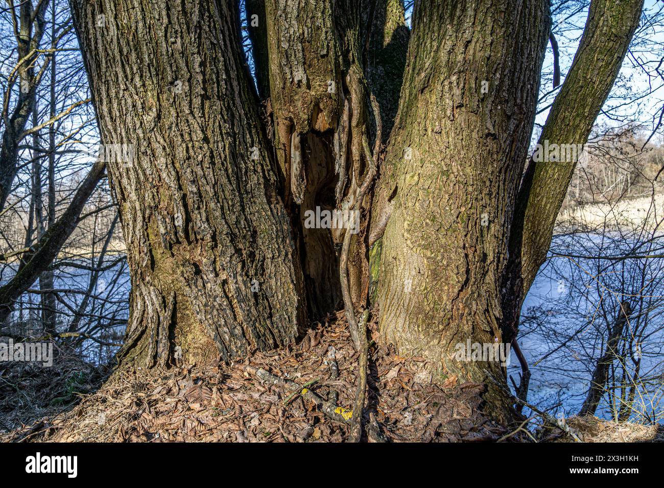 Detailed photo of three connected trees close up, natural themed ...