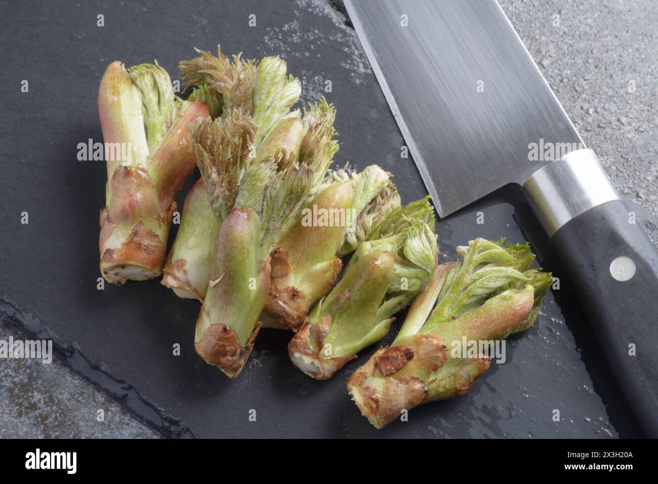 Row of fresh foraged edible shoots of Japanese angelica-tree, next to ...