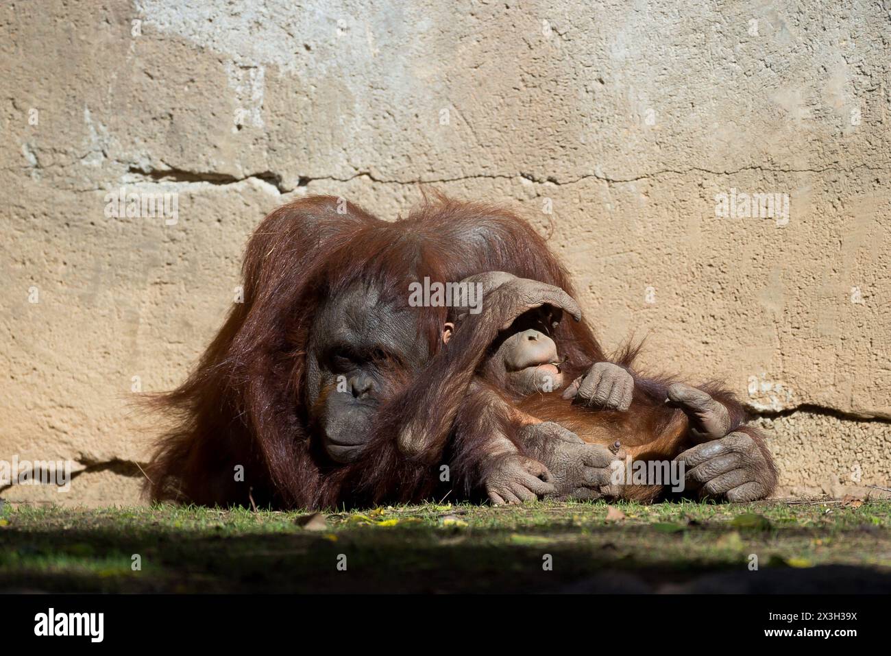 Ex situ conservation hi-res stock photography and images - Alamy