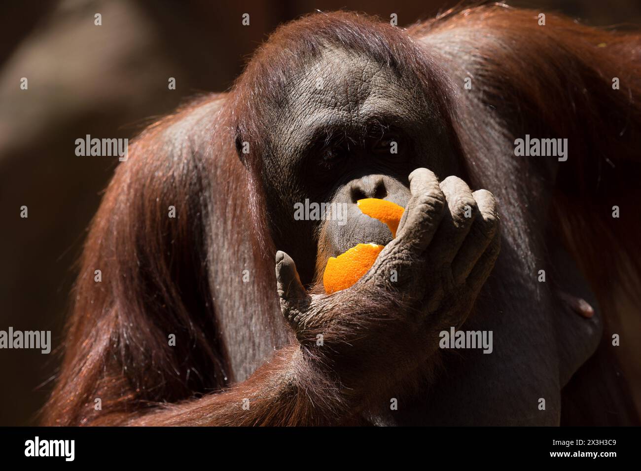 Ex situ conservation hi-res stock photography and images - Alamy