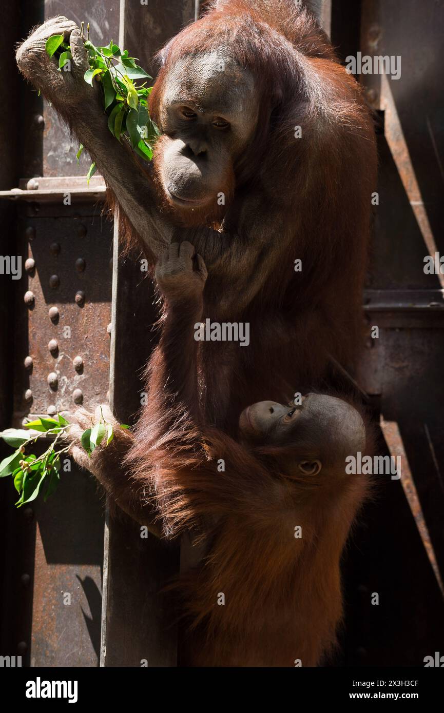 A new ten-year-old male Bornean orangutan (Pongo pygmaeus) named 'Popo ...