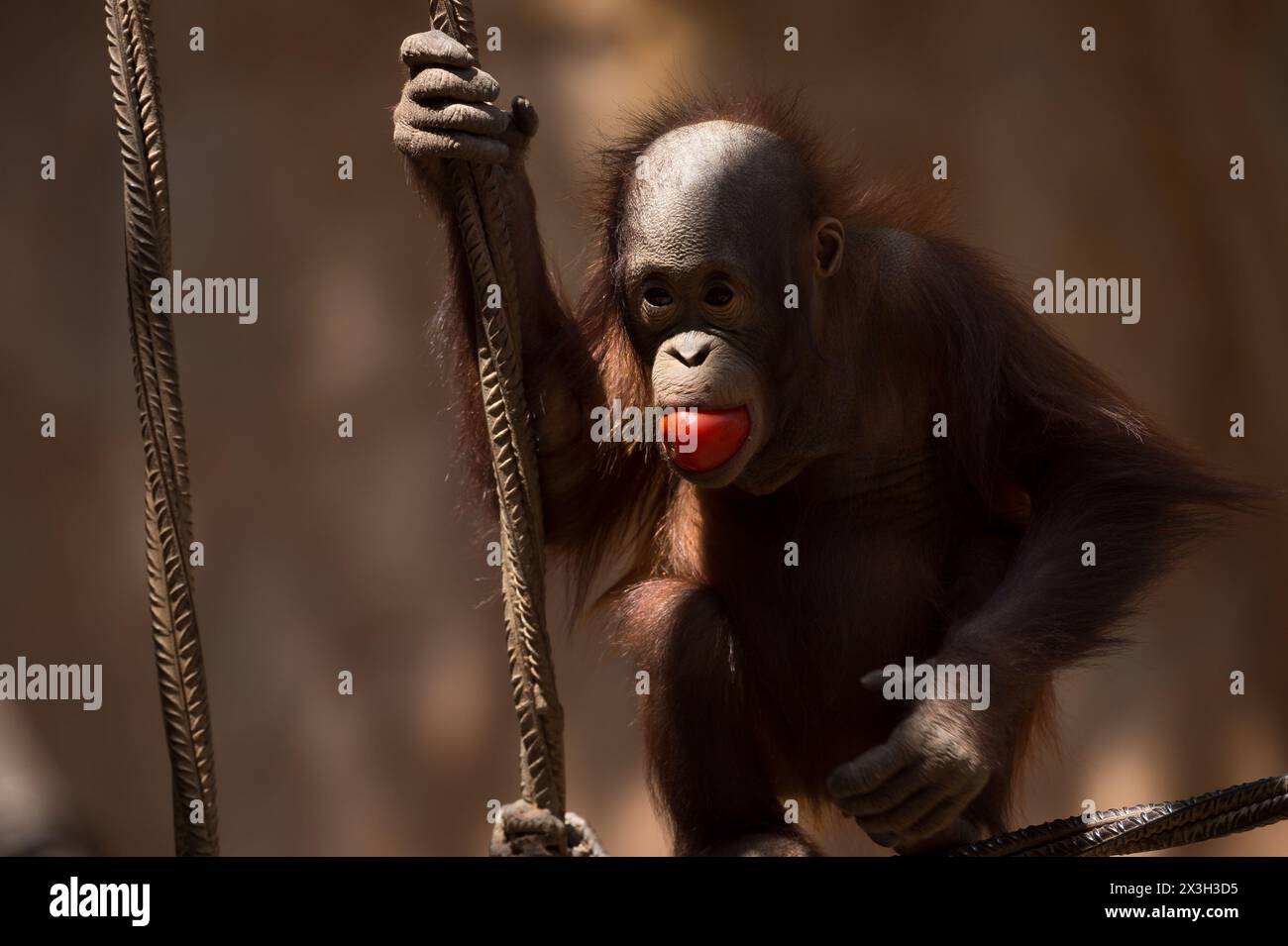 Ex situ conservation hi-res stock photography and images - Alamy