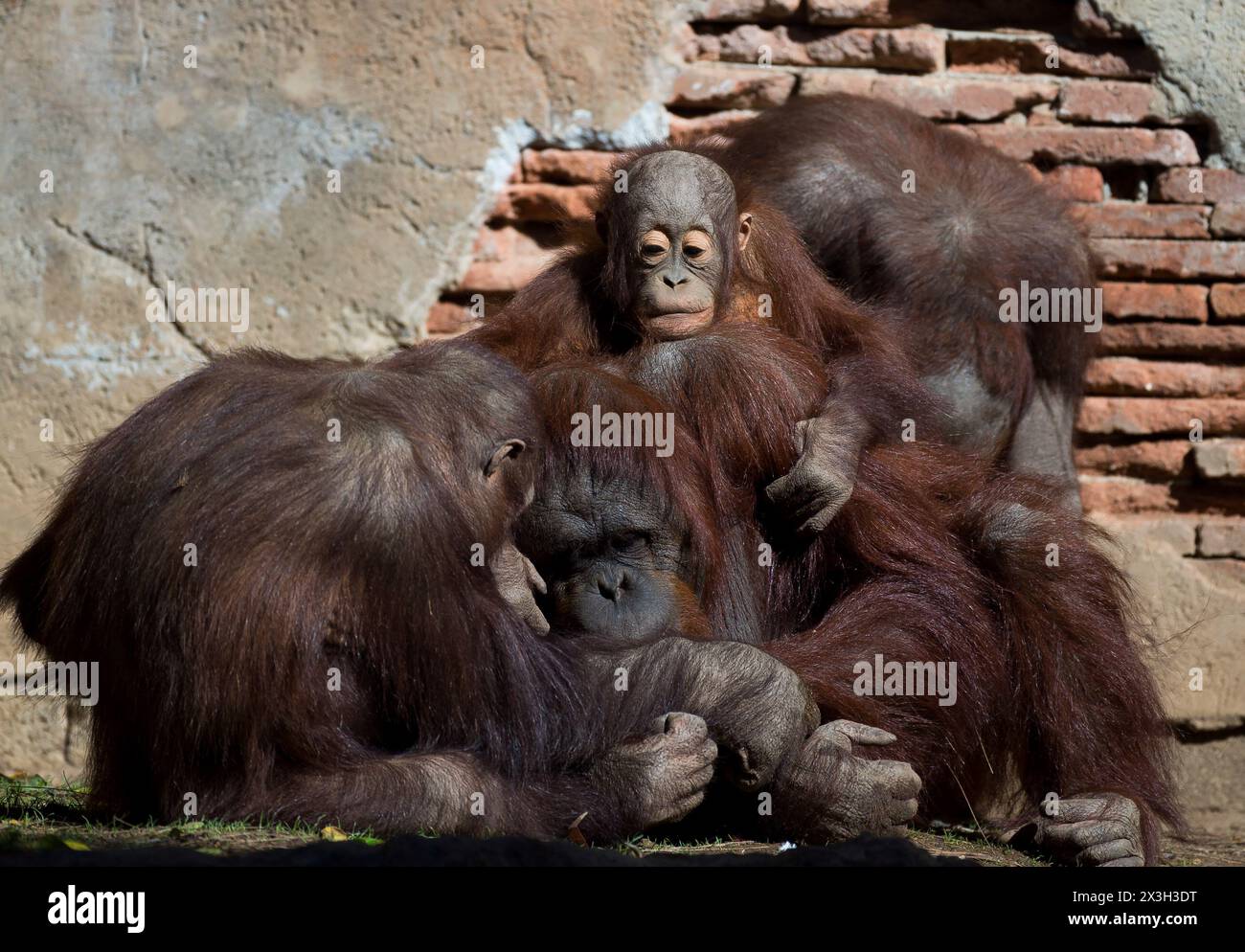 A new ten-year-old male Bornean orangutan (Pongo pygmaeus) named 'Popo ...