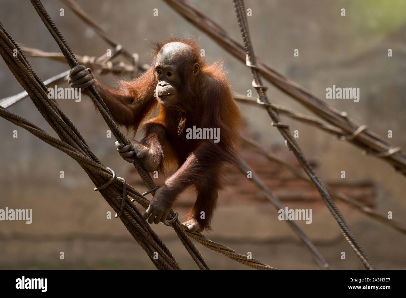Ex situ conservation hi-res stock photography and images - Alamy