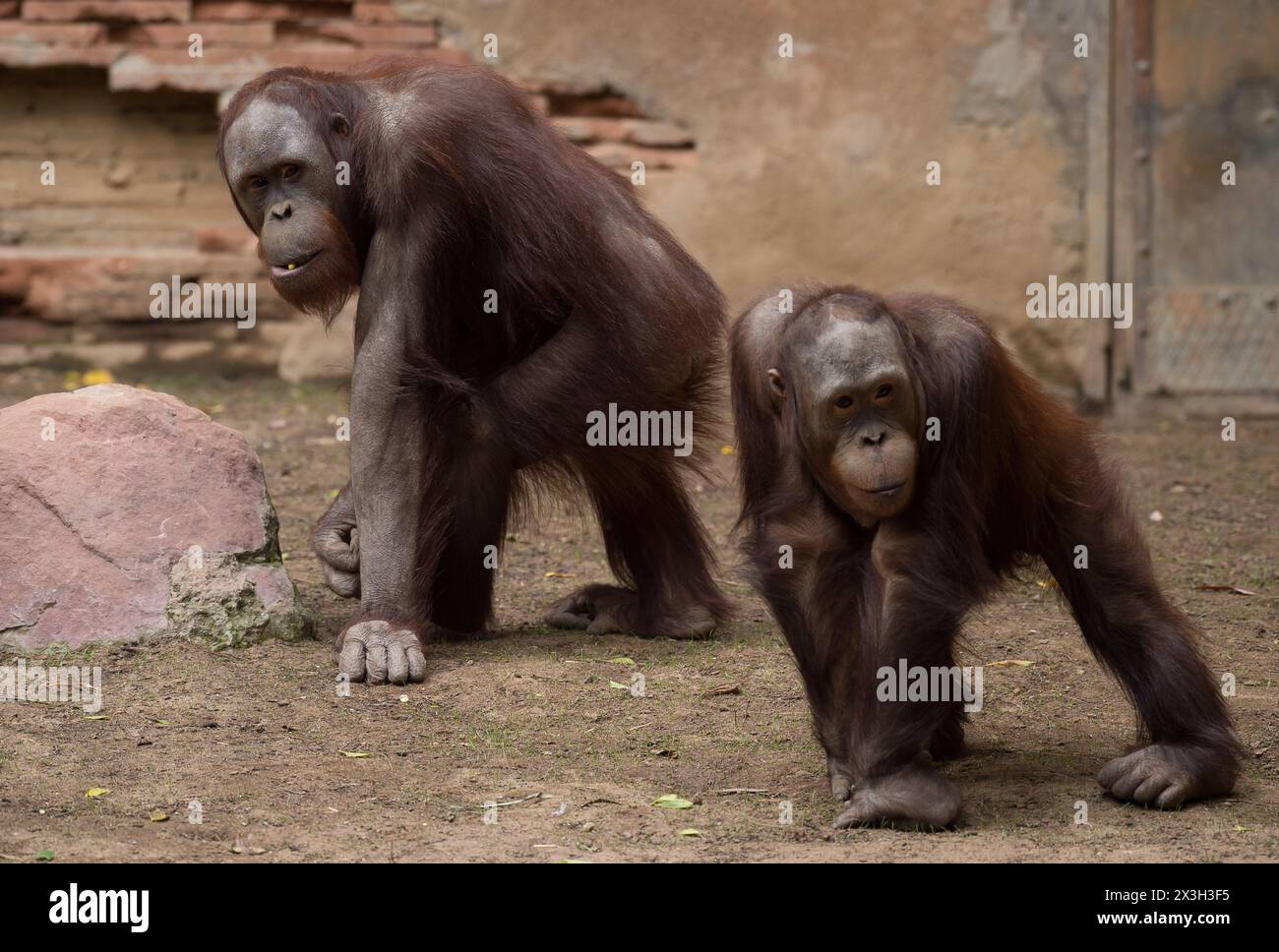 A new ten-year-old male Bornean orangutan (Pongo pygmaeus) named 'Popo ...