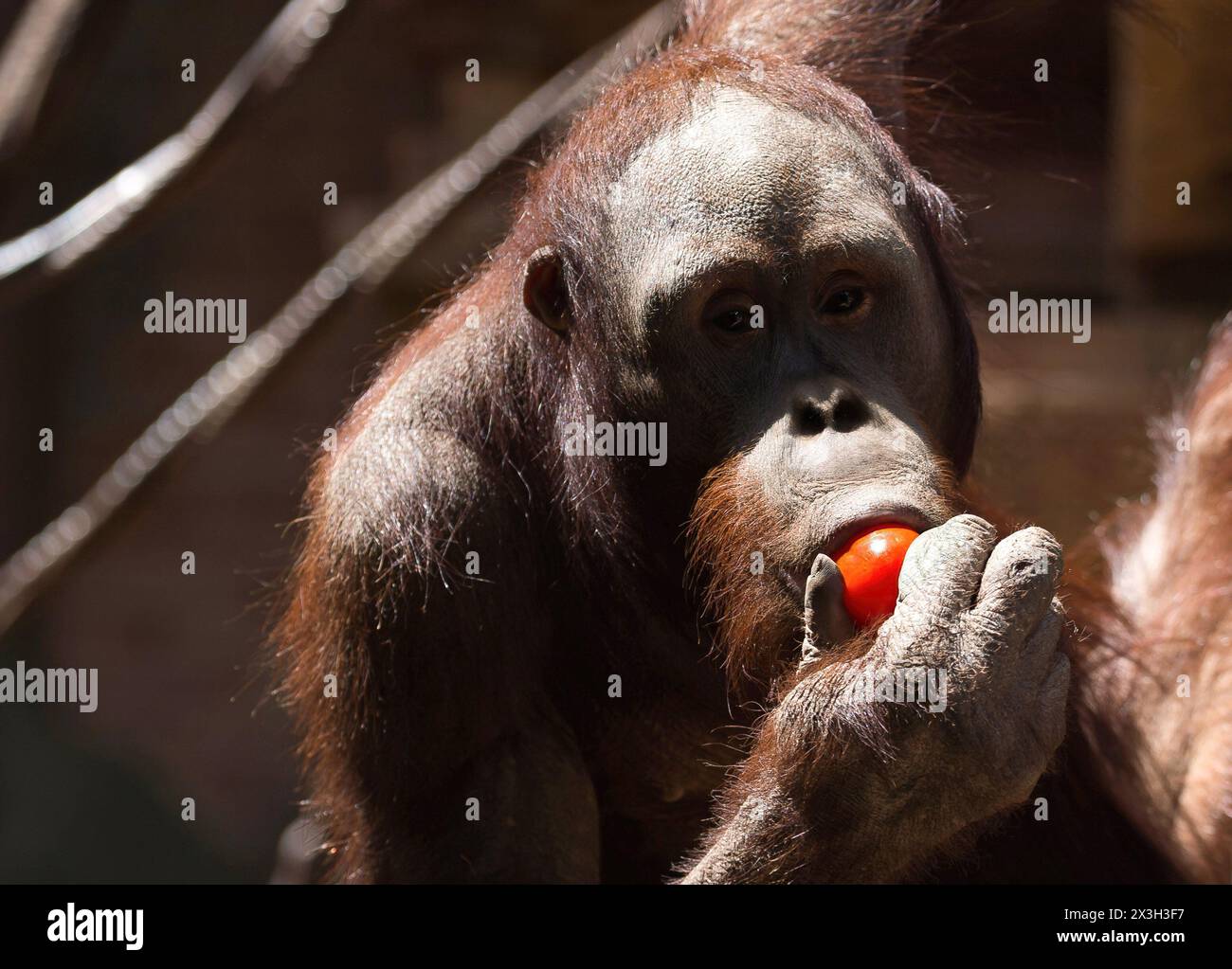 Malaga, Spain. 26th Apr, 2024. A new ten-year-old male Bornean ...