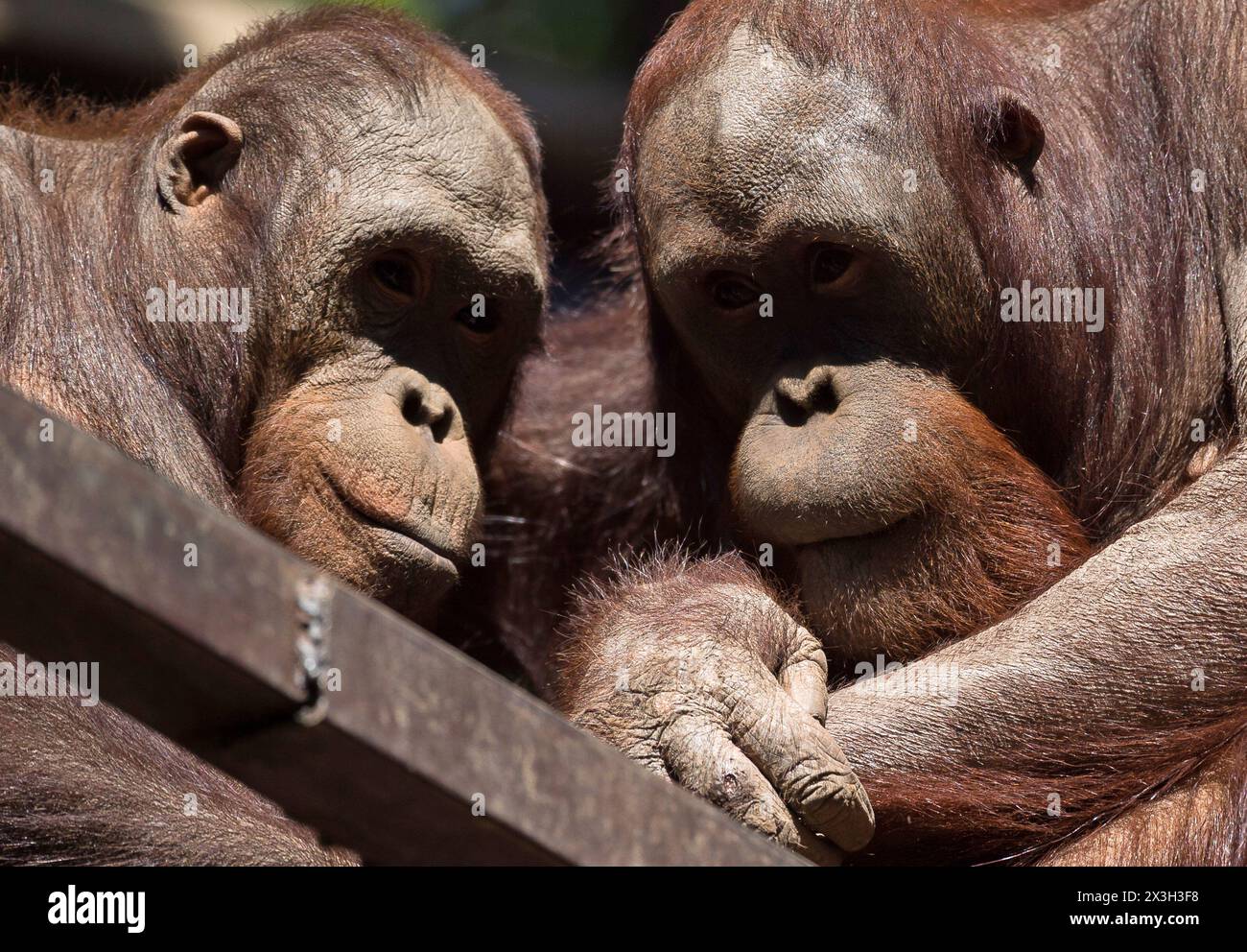 A new ten-year-old male Bornean orangutan (Pongo pygmaeus) named 'Popo ...