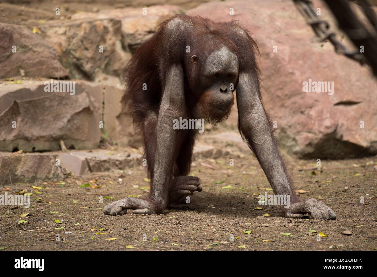 Malaga, Spain. 26th Apr, 2024. A new ten-year-old male Bornean ...