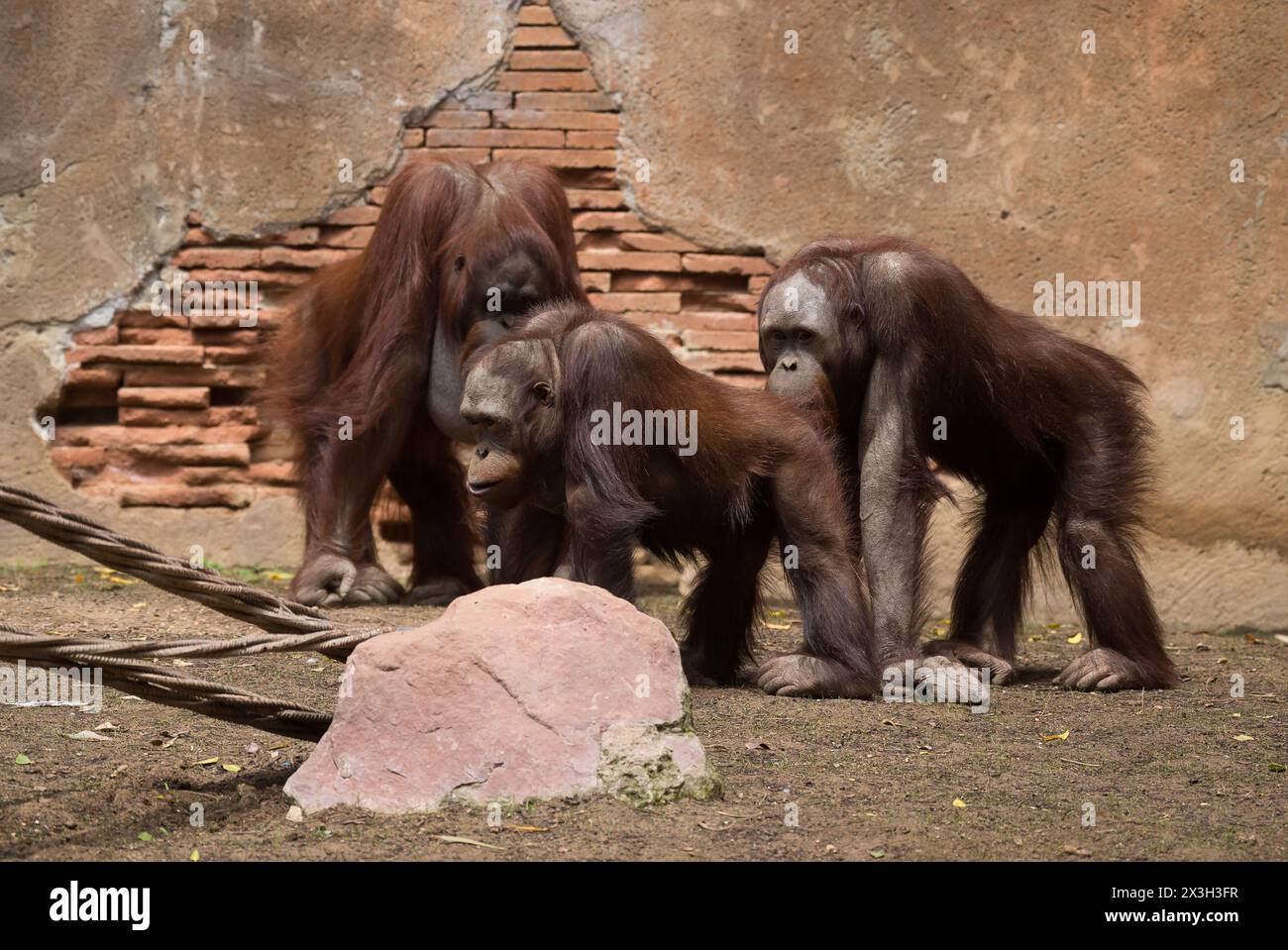 A new ten-year-old male Bornean orangutan (Pongo pygmaeus) named 'Popo ...