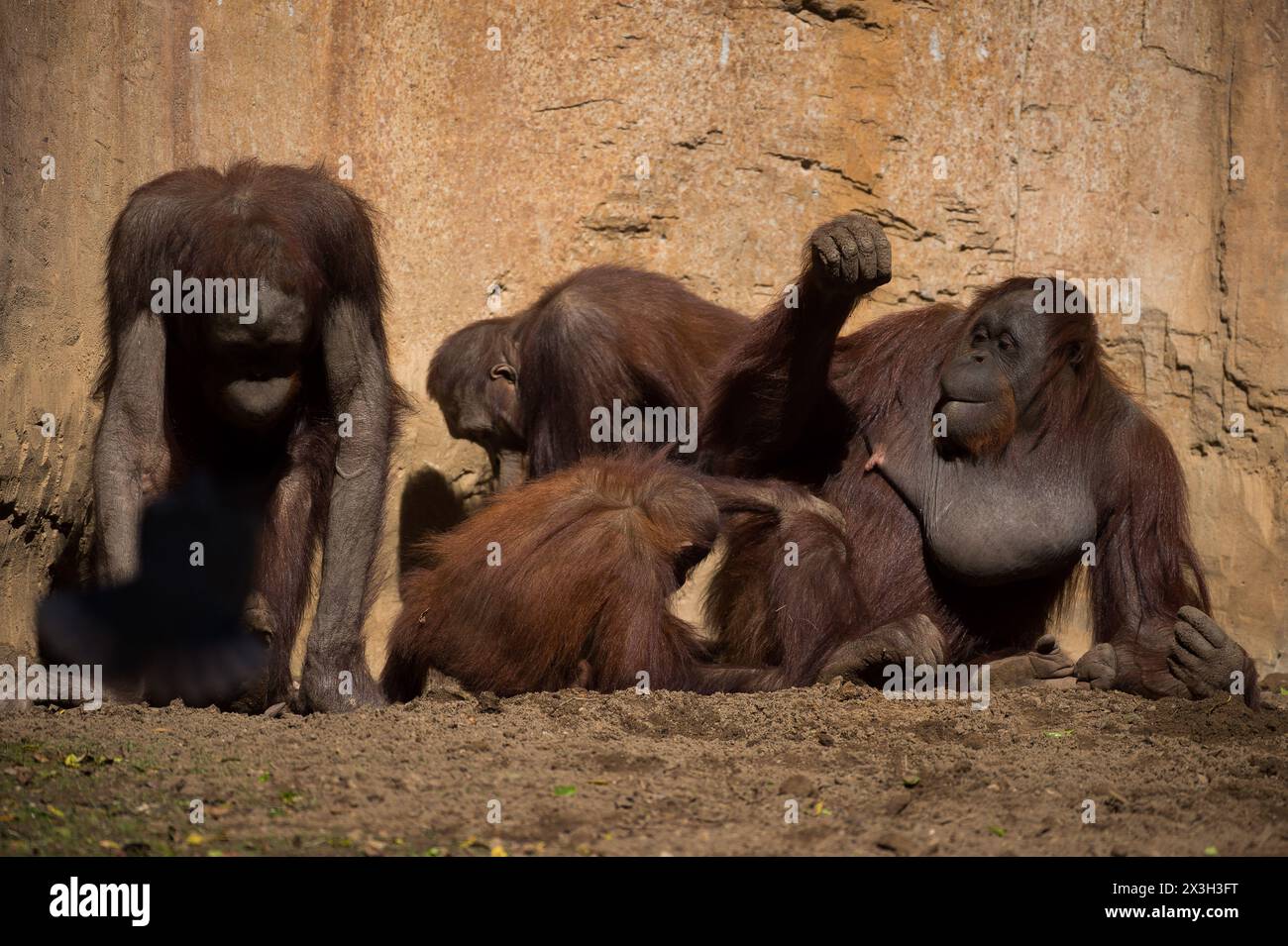 A new ten-year-old male Bornean orangutan (Pongo pygmaeus) named 'Popo ...