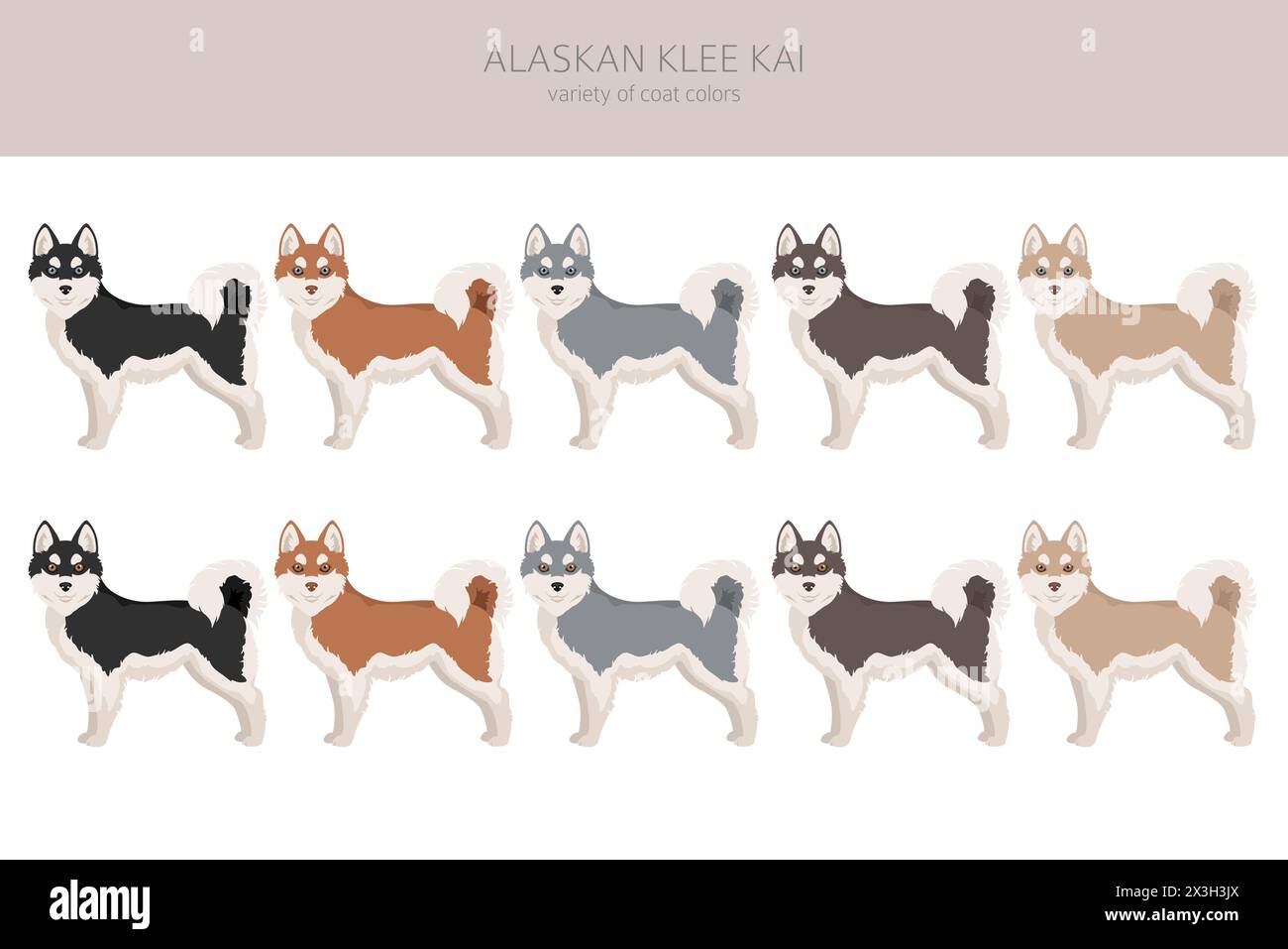 Alaskan klee kai coat colors hi-res stock photography and images - Alamy
