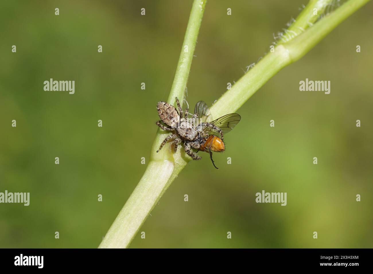 Fencepost jumping spider (Marpissa muscosa) with a house fly Phaonia ...