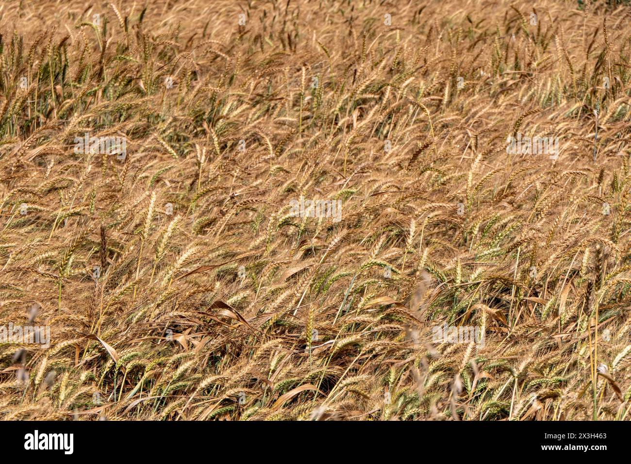 high-resolution image featuring a lush golden wheat field ready for ...