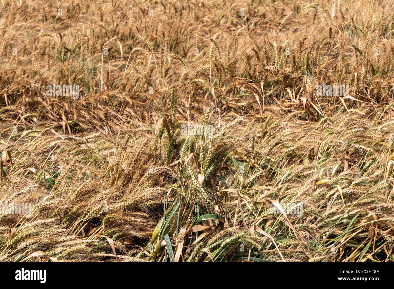 high-resolution image featuring a lush golden wheat field ready for ...