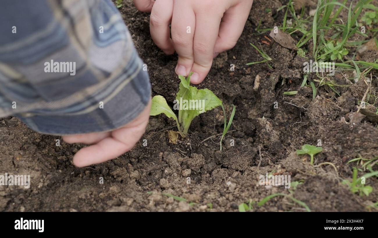 Boy planting a new tree, concept Save the Earth, save the world, save ...