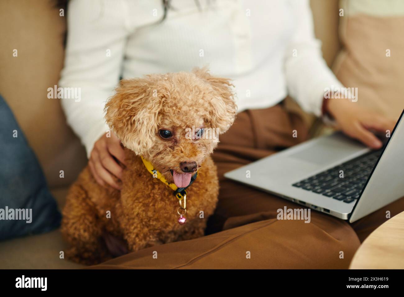 Woman petting her dog when working on laptop at home Stock Photo - Alamy
