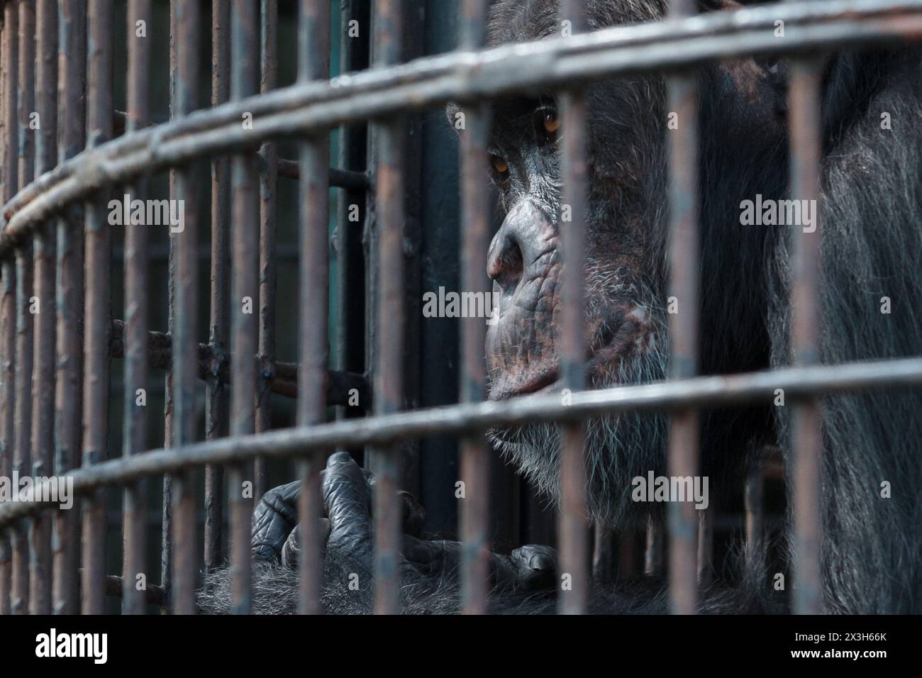 A sad looking chimpanzee behind metal bars in its small enclosure at ...