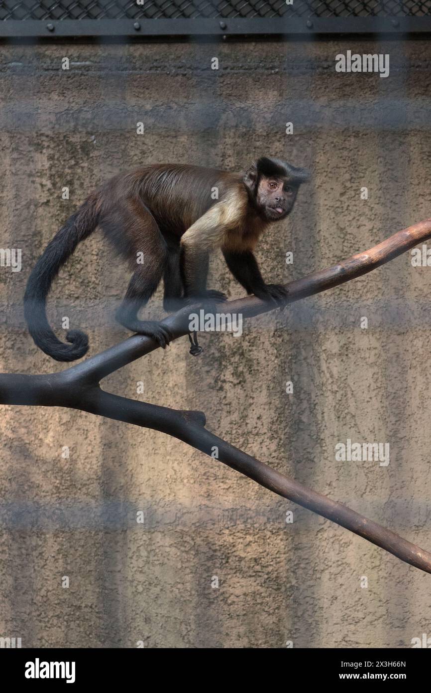 A black-capped or tufted capuchin monkey (Cebus apella) climbing in its ...