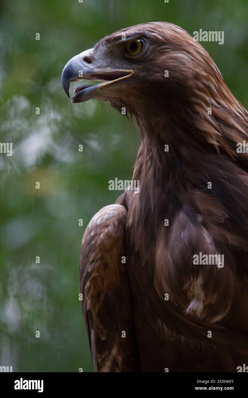 Profile portrait of a golden eagle (Aquila chrysaetos) at Tama Zoo ...