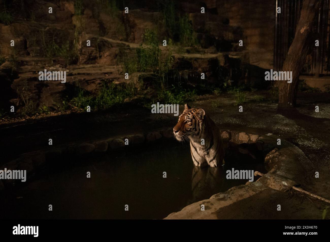 An Amur or Siberian tiger (Panthera tigris tigris) enjoying the pool in ...
