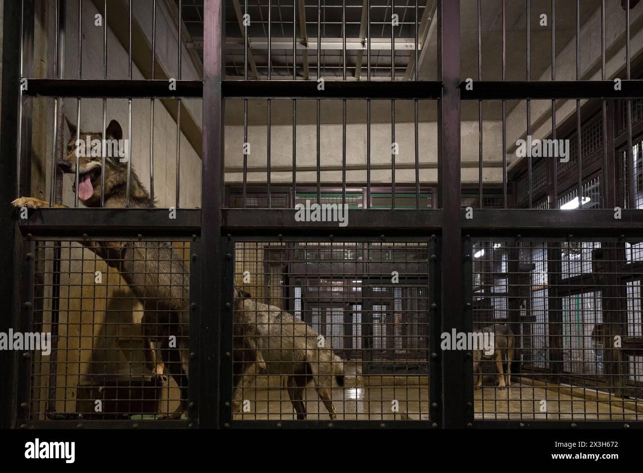 Grey wolves in the sleeping section of their enclosure at Tama Zoo ...