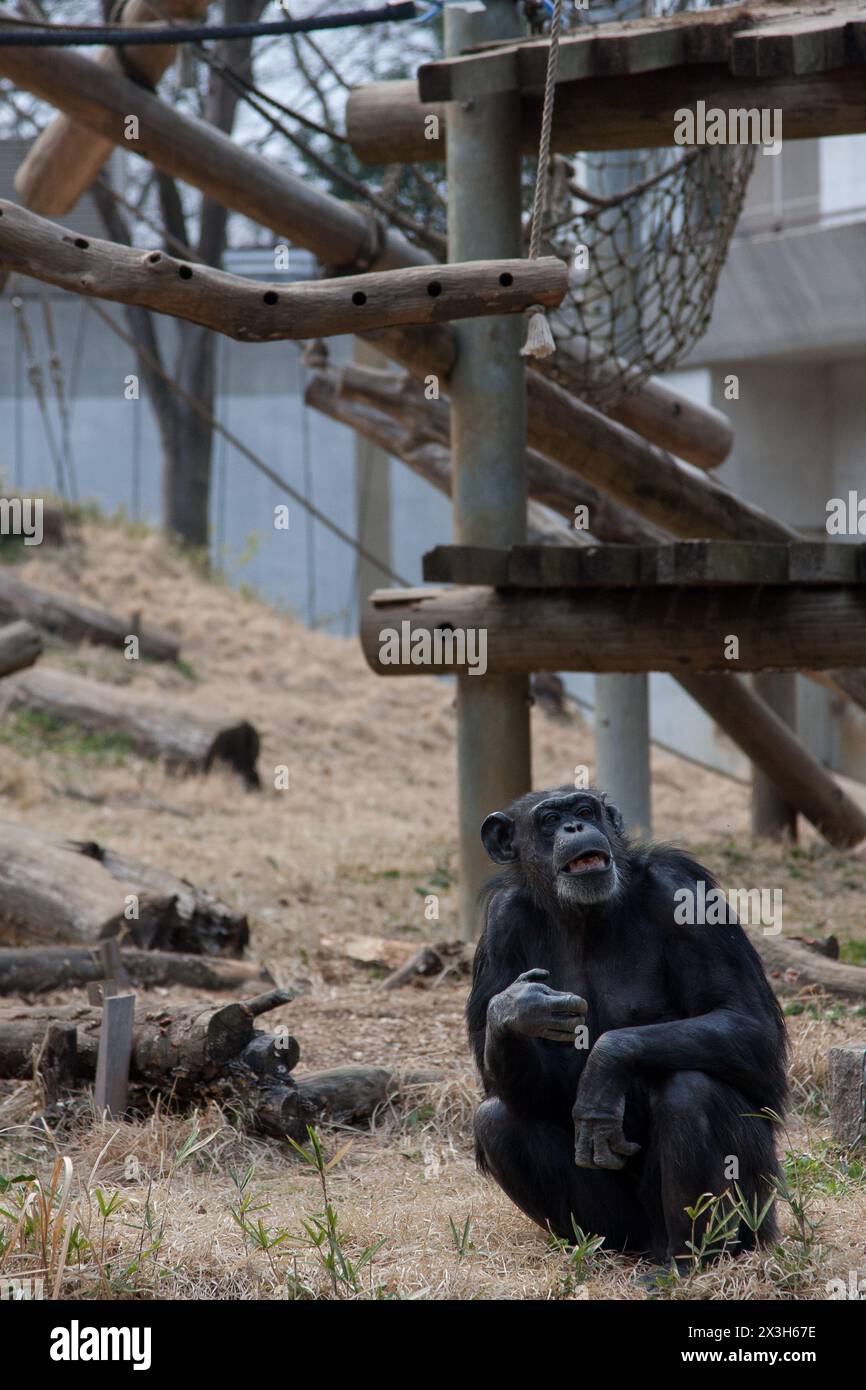 A chimpanzee (Pan troglodytes) in its enclosure at Tama Zoo, Hino ...