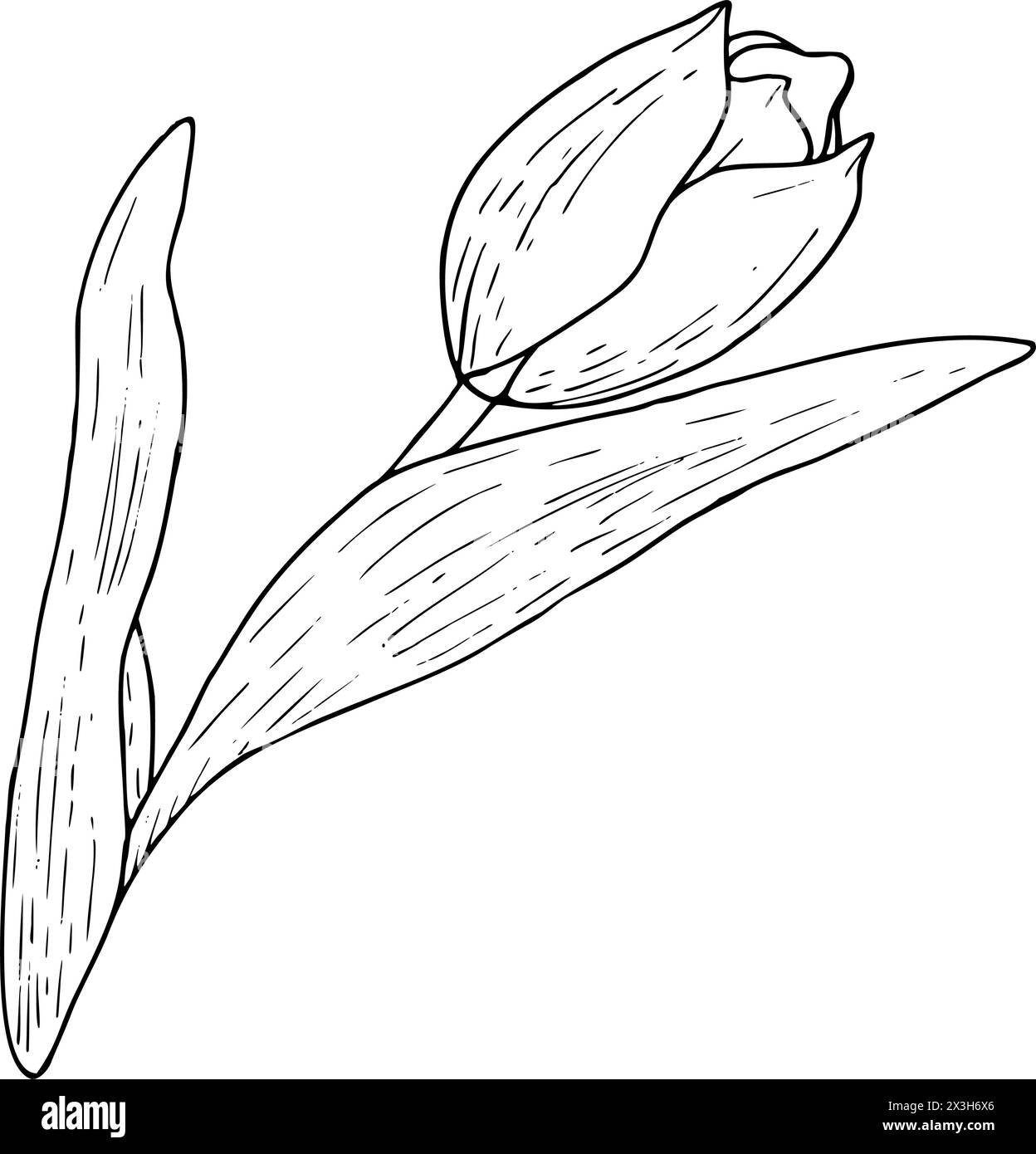 Tulip flower vector illustration. Curved leaves bulb head black outline ...