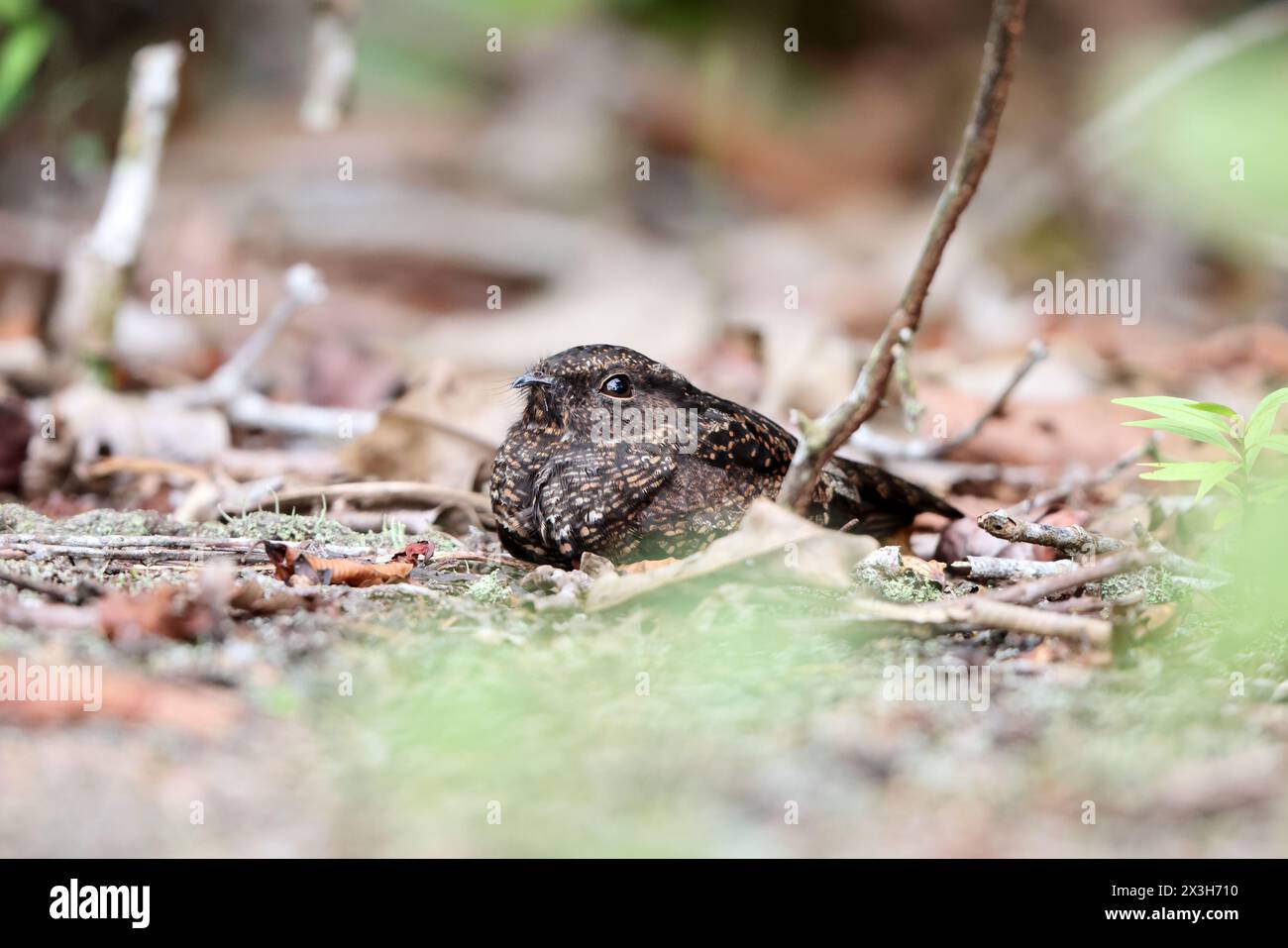 The blackish nightjar (Nyctipolus nigrescens) is a species of bird in ...
