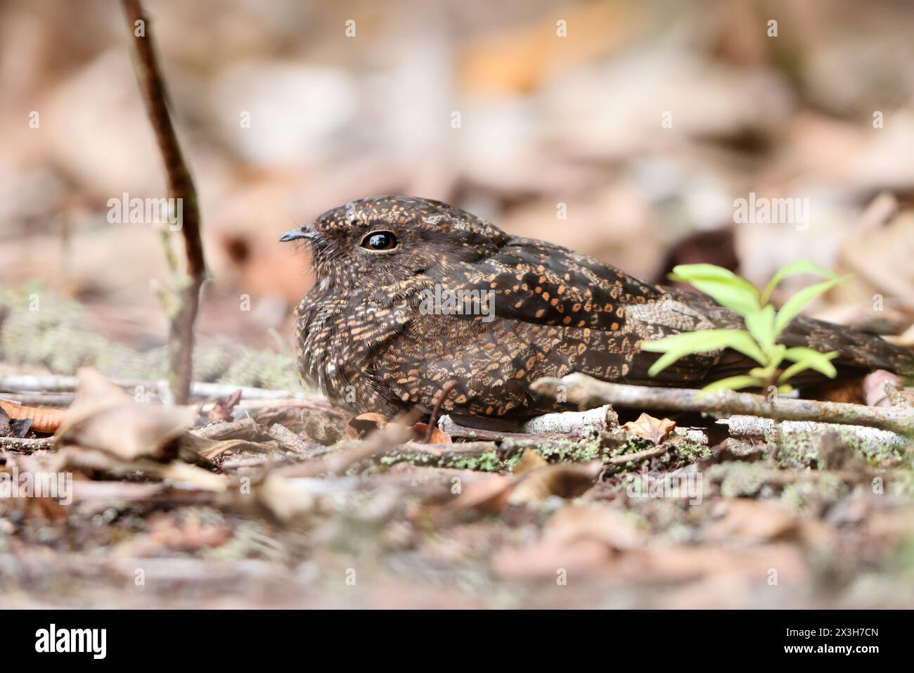 The blackish nightjar (Nyctipolus nigrescens) is a species of bird in ...