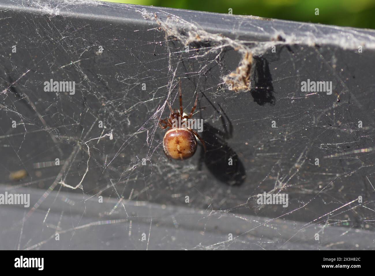 Female Rabbit Hutch Spider, Steatoda bipunctata in a web under a gray ...
