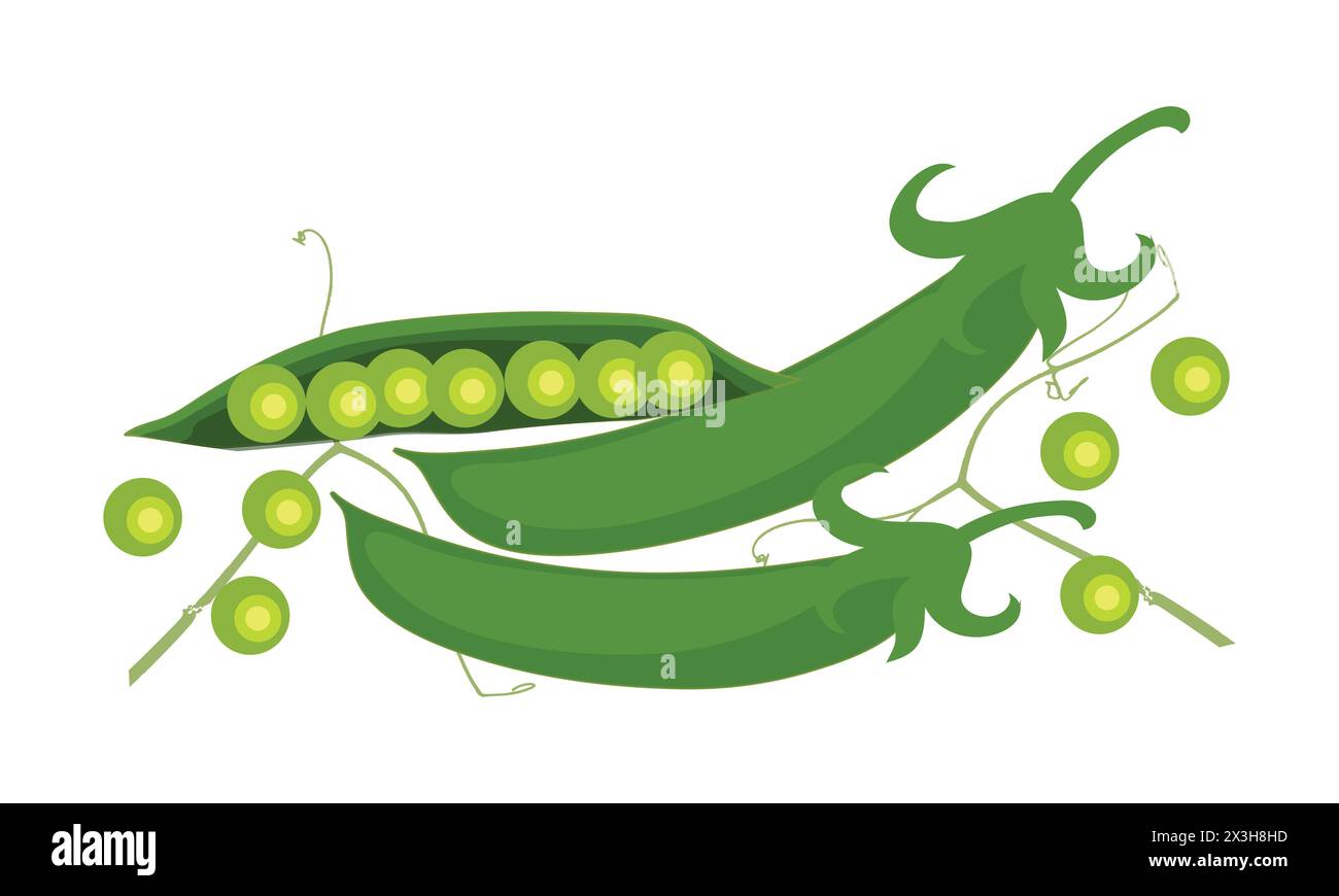 Peas vector vectors Stock Vector Images - Alamy