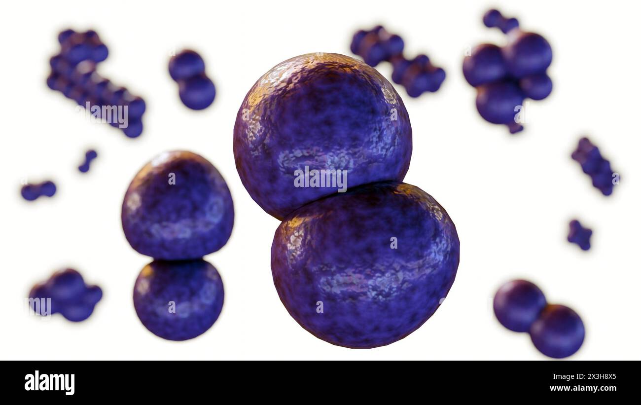 Pediococci hi-res stock photography and images - Alamy